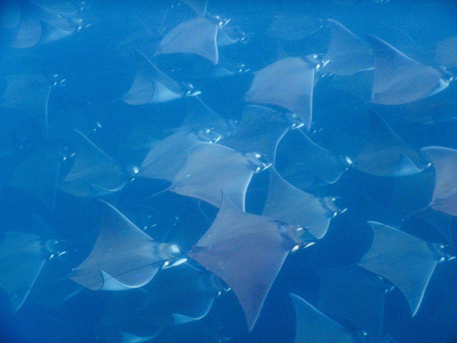 Into the Blue - Mobula Ray migration - Adventures in Baja