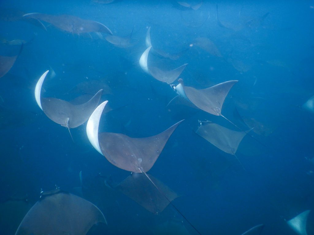 Into the Blue - Mobula Ray migration - Adventures in Baja