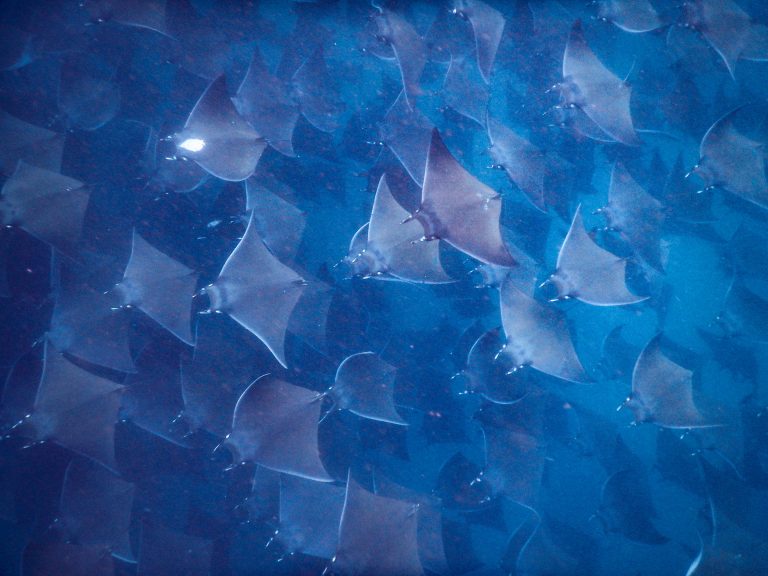 Into the Blue - Mobula Ray migration - Adventures in Baja