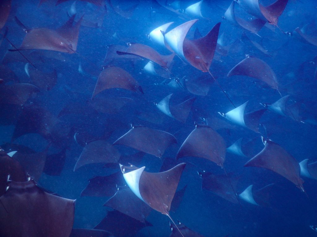 Into the Blue - Mobula Ray migration - Adventures in Baja