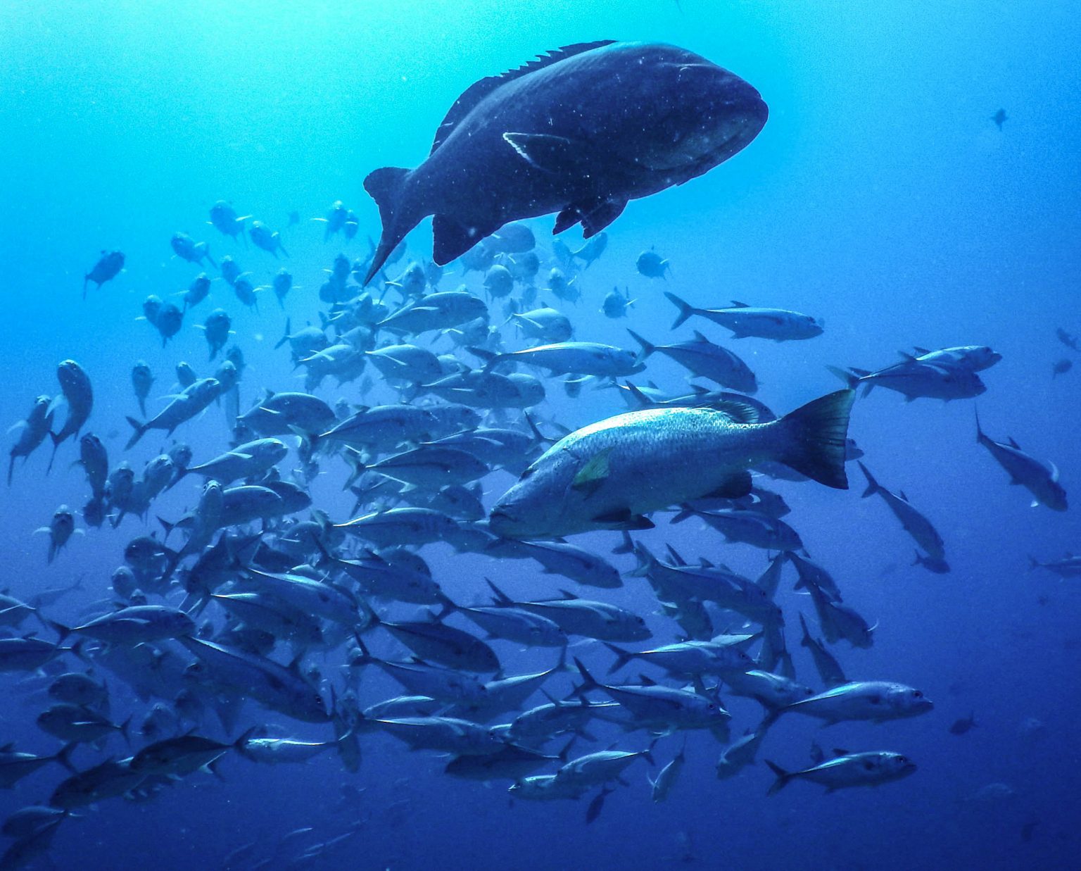 Cabo Pulmo - the dive sites - Adventures in Baja