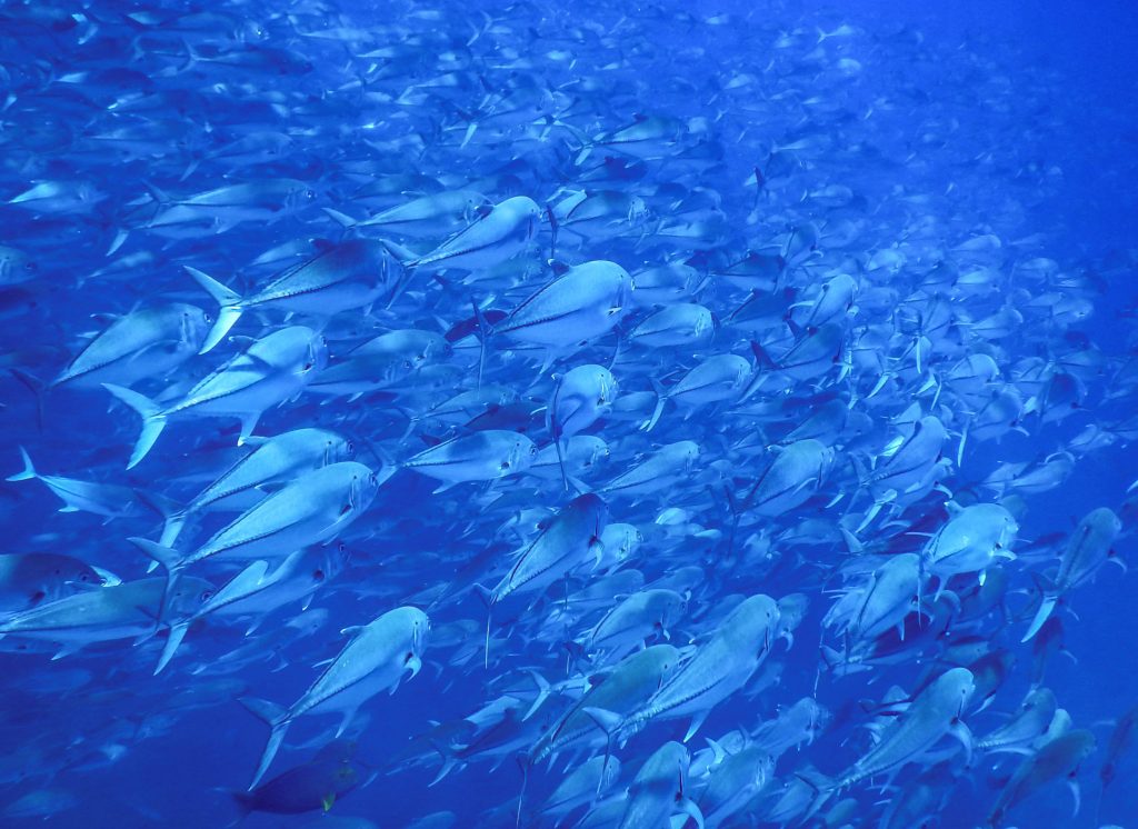 Snorkel Cabo Pulmo Marine Park | Adventures in Baja